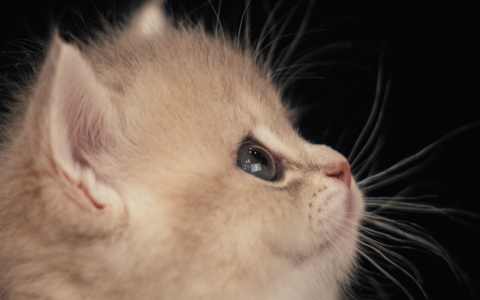 手连珠炮&父母对比