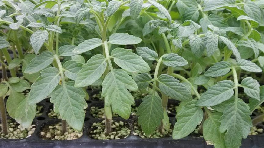 农业蔬菜种植系列讲座,辣椒和西红柿育苗