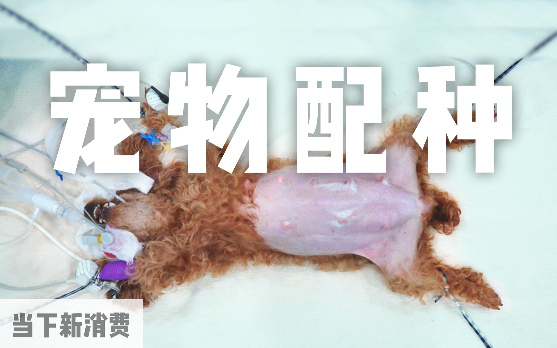 【当下新消费】给宠物配种是什么鬼?我们记录了一只狗从交配到生产...