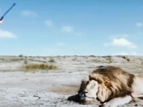 富豪夫妻花钱狩猎狮王被当场报复……危险动作请勿模仿国外合法狩猎...