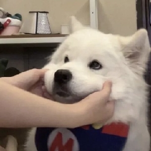 小舟爱吃黄焖鸡 