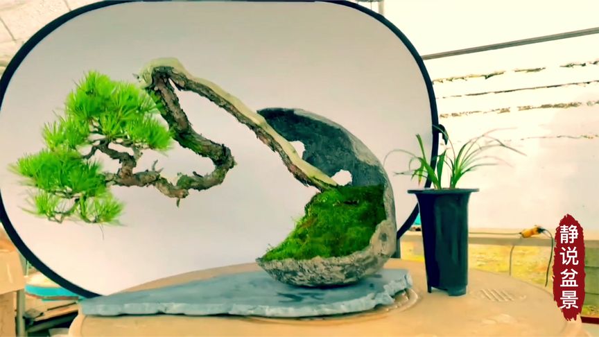 盆景不玩松到老一场空,黑松养护管理的技术要点分享,新手参考
