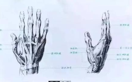 手指肌肉画法讲解示范|人物速写教程|水彩教程|彩铅绘画教程|钢笔画...