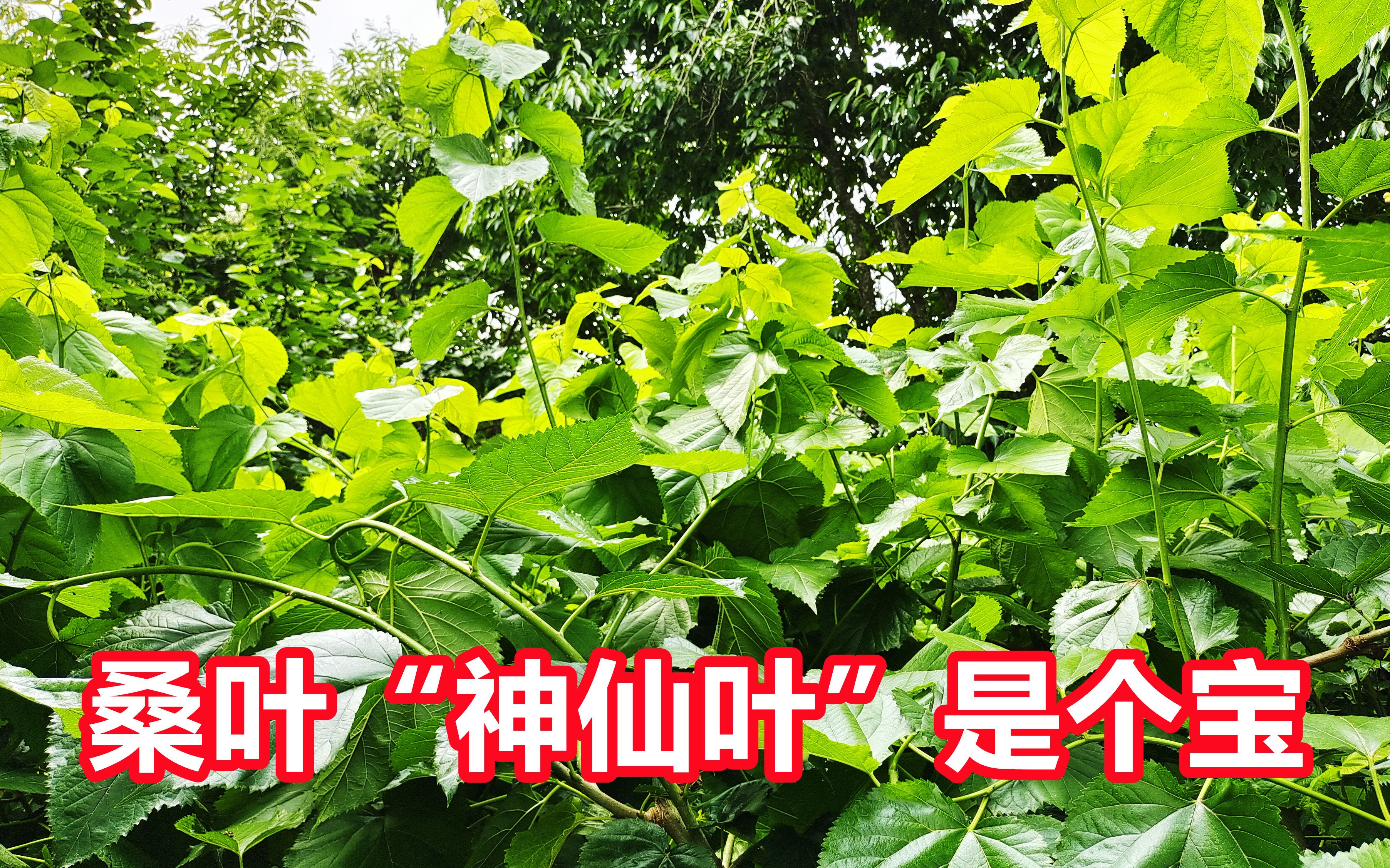 桑叶又叫“神仙叶”,用它煮水用途厉害了,解决男女生活烦恼