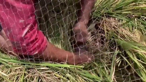 村民收割水稻时发现不对,一网子下去,真凶立马浮出水面!