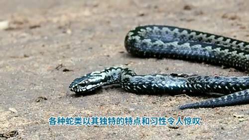 毒蛇排行榜:谁是最强攻击者
