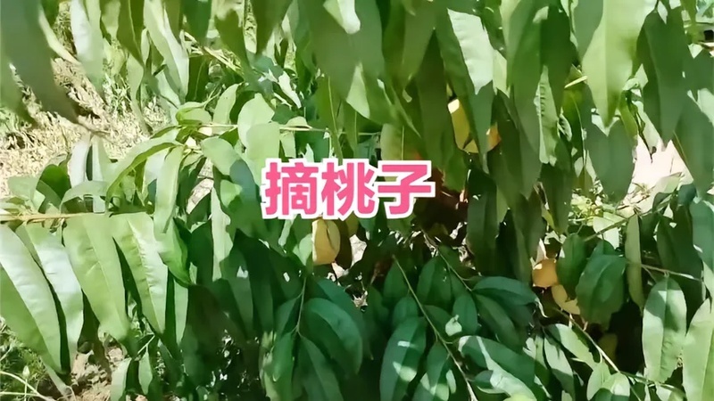 现摘的桃子最好吃