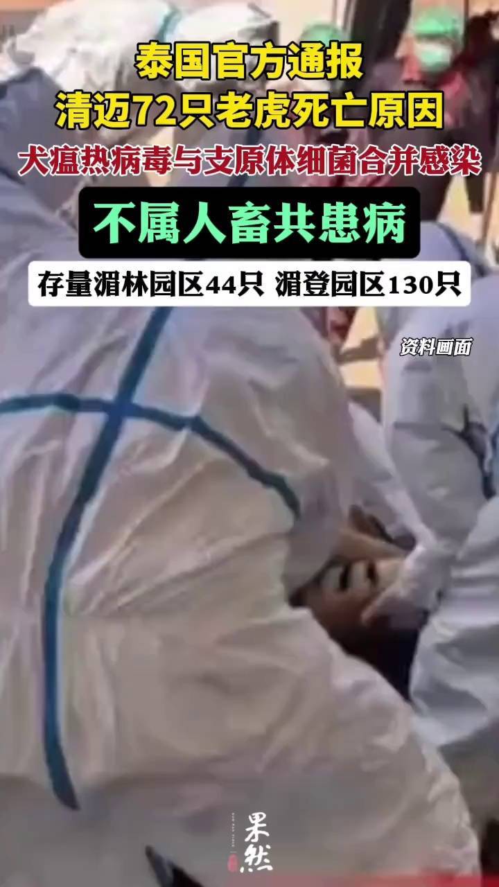 泰国官方通报清迈72只老虎死亡原因:经检验确认,此次老虎集中死亡...