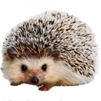 海狮计划的德国球 