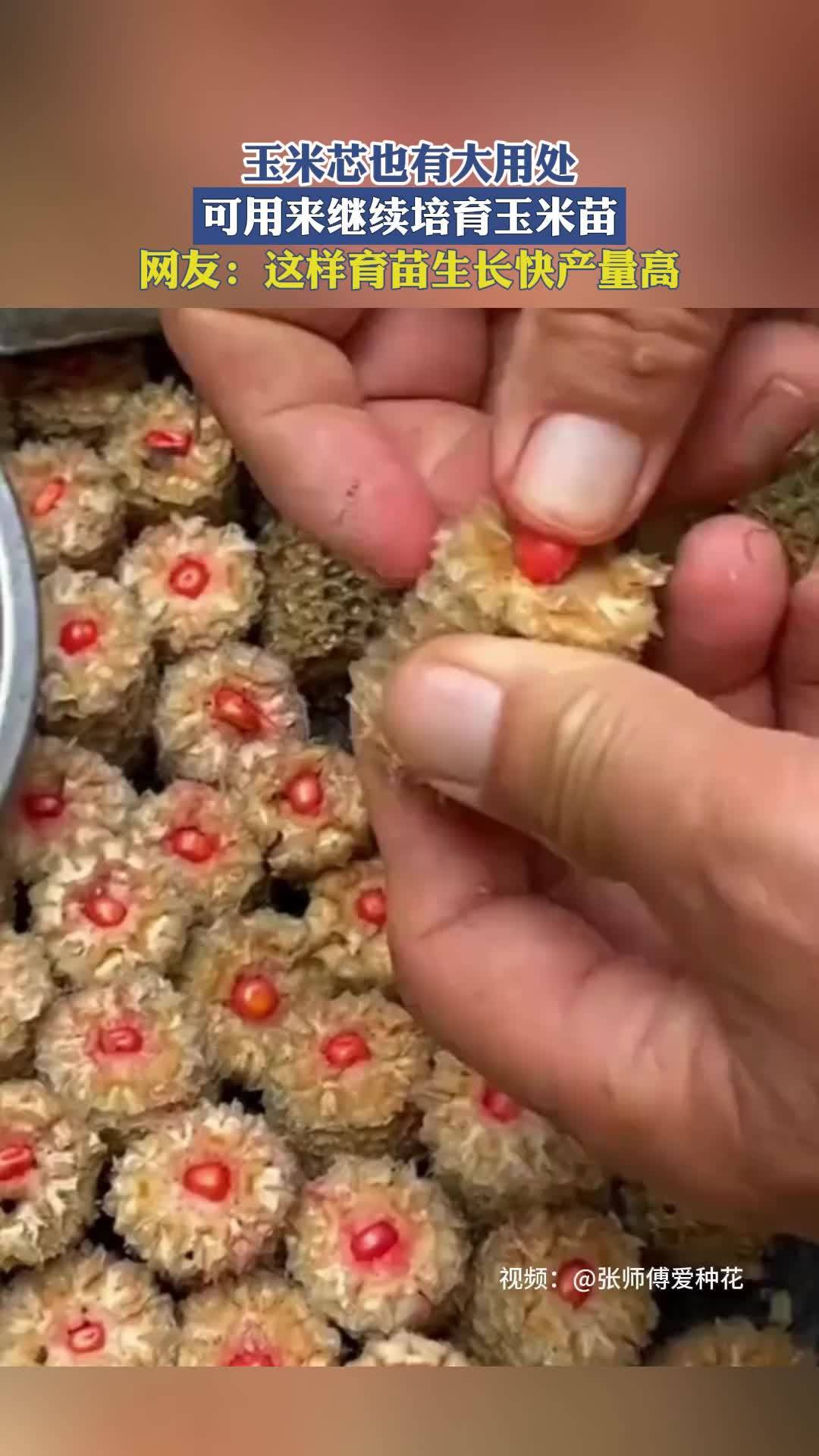 玉米芯也有大用处,可用来继续培育玉米苗。