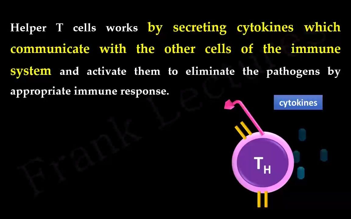 免疫学---辅助T细胞 Helper T Cells