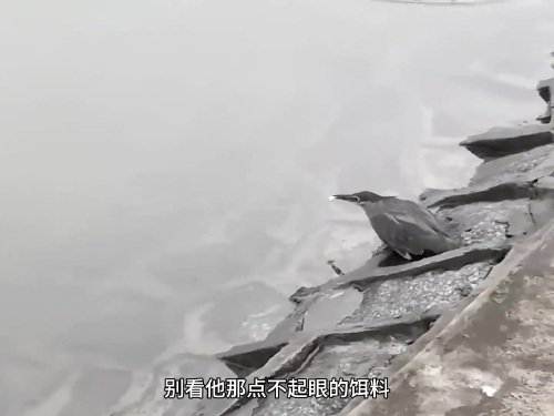 黑冠夜鹭在夜晚猎食的秘密,竟让一切变得如此不同!