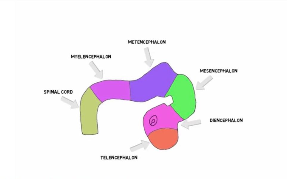 【中字】两分钟神经科学-#8 神经系统发展的早期阶段@Bio人字幕组