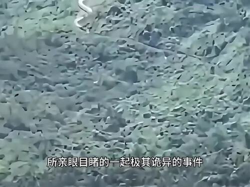 深山惊现巨型不明生物!村民放牛偶遇山路爬行巨兽