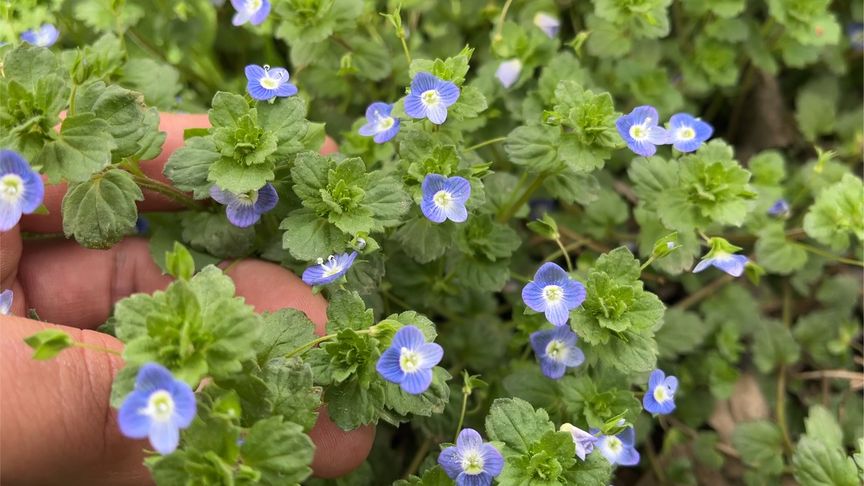 这种植物学名双肾草,村里人叫它“肾子草”,如今少见了