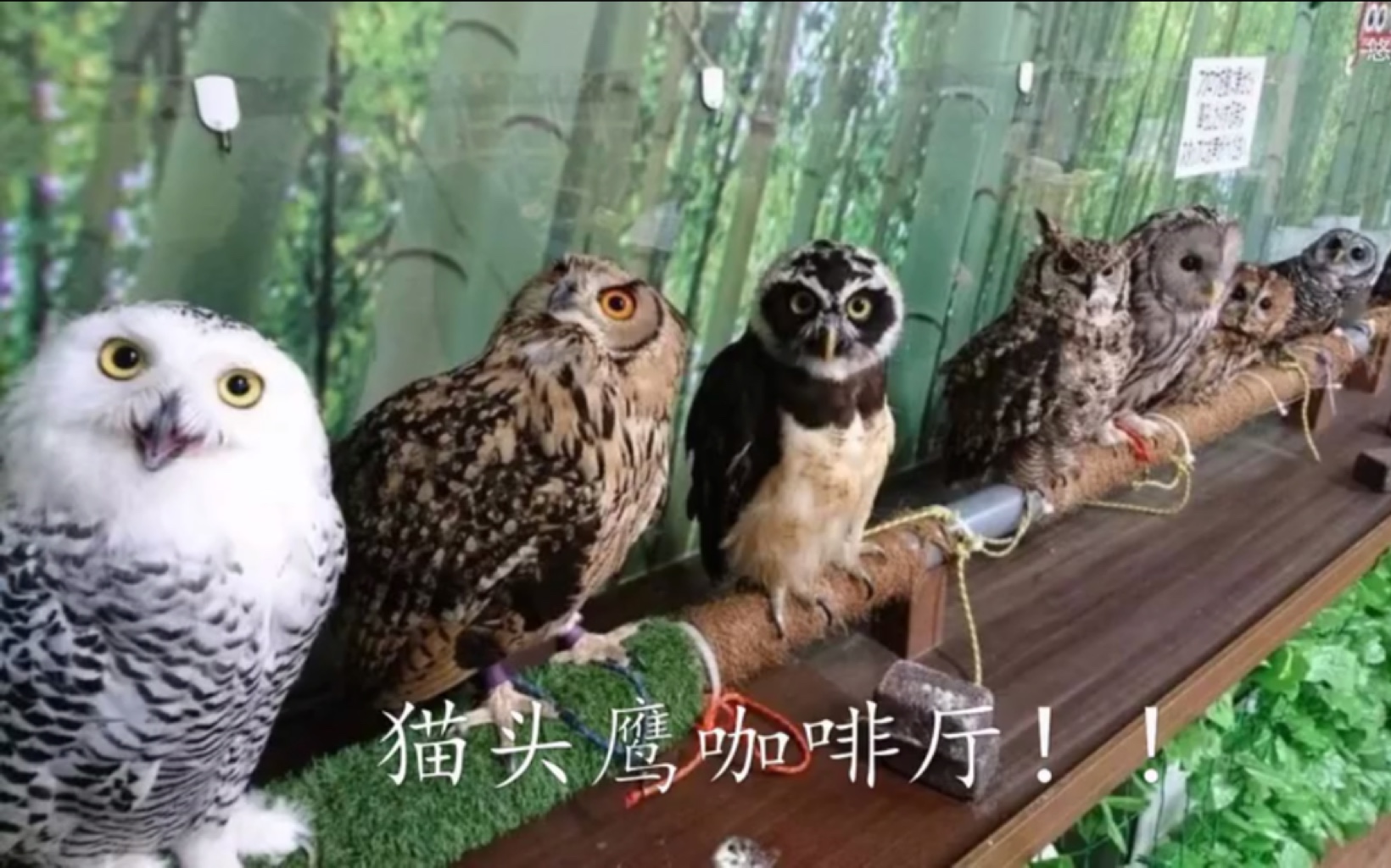 猫咖啡厅后是猫头鹰咖啡厅?日本秋叶原的猫头鹰咖啡厅。