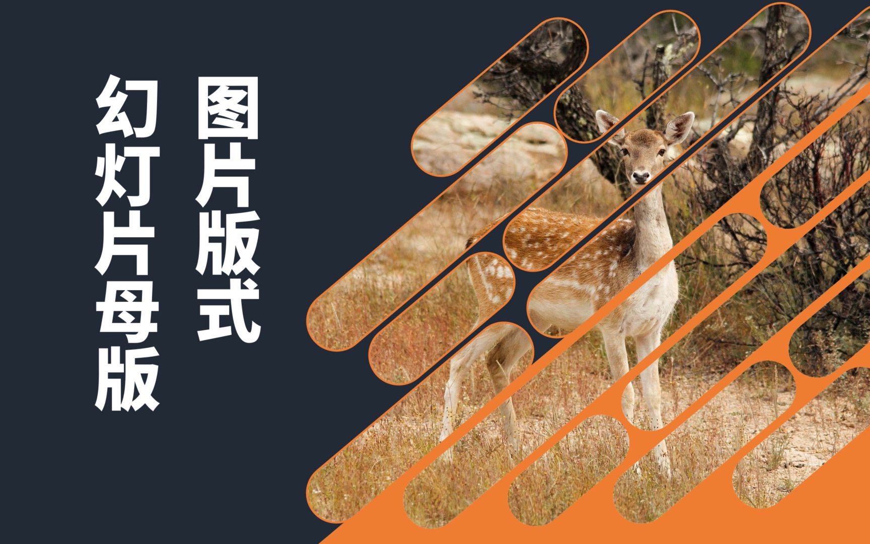 PPT母版怎么玩?我用它做了一套模板,非常适合图片展示