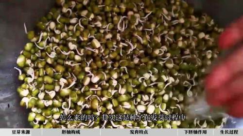 豆芽白嫩部分竟是它变的?揭秘豆芽生长全过程!