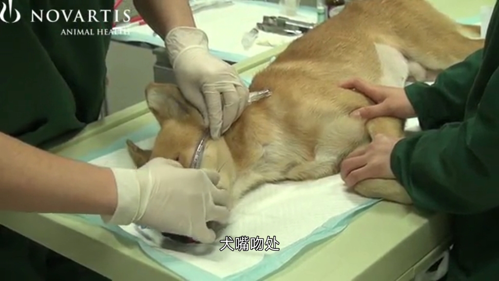 【小知识】犬猫气管插管详细教程