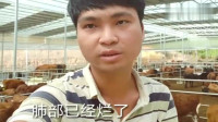 牛病案例分享,这牛流浓稠鼻涕又喘气,可以吃牛肉了吗
