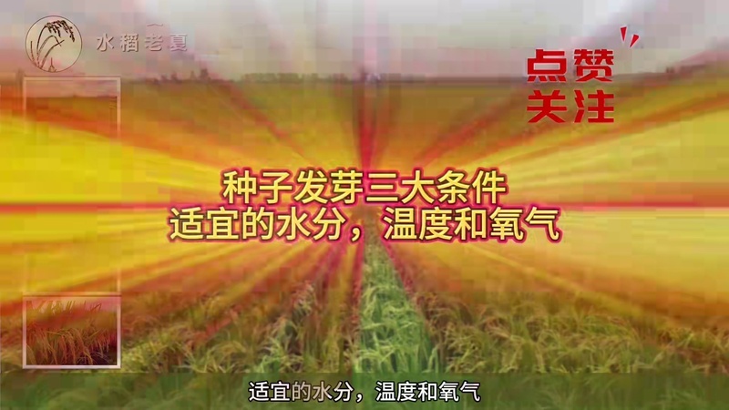 农技小知识(23)水稻种子催芽三大关键:水分、温度、氧气控制种子催芽