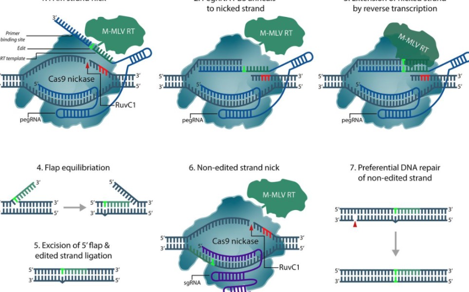 第三代基因编辑工具——CRISPR CAS9(Prime Editor版)