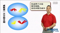有丝分裂与减数分裂图形辨析