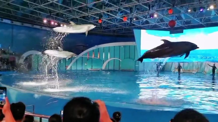 陪你长大陪你看世界 #海豚表演 #海洋馆打卡 #海豚ߐ