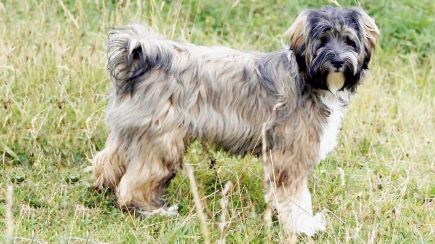 10种适合极端气候的狗,耐寒耐热的世界名犬排行