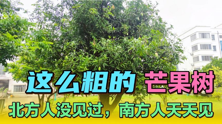 第一次见这么粗的芒果树,也不知道种了多少年,满树的果子真诱人