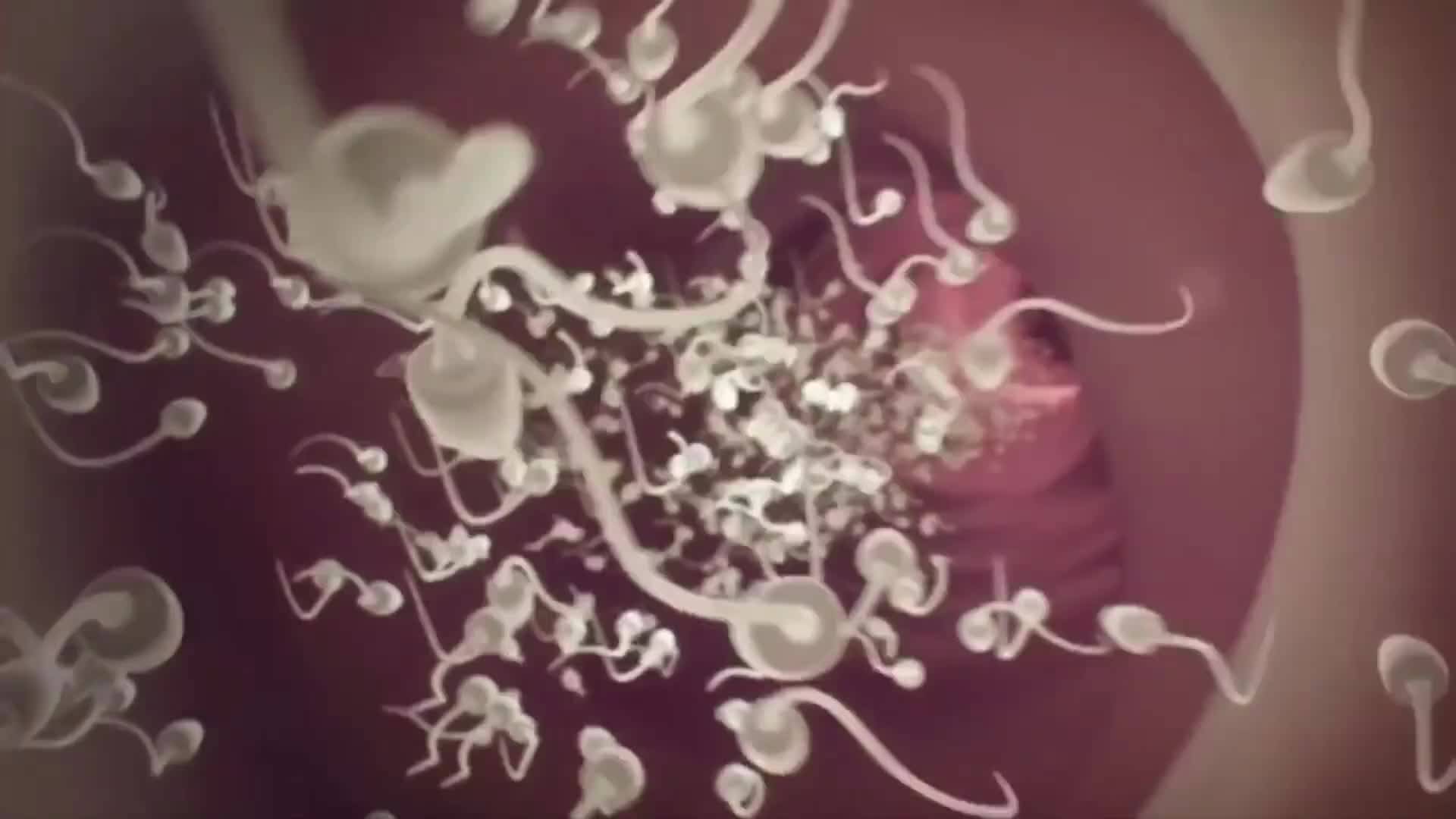 精子的一生,有多坎坷精子比你想象的优秀