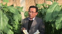 ...高产种植技术1有机蔬菜种植技术茄子育苗结果潭州农业学院实用教程