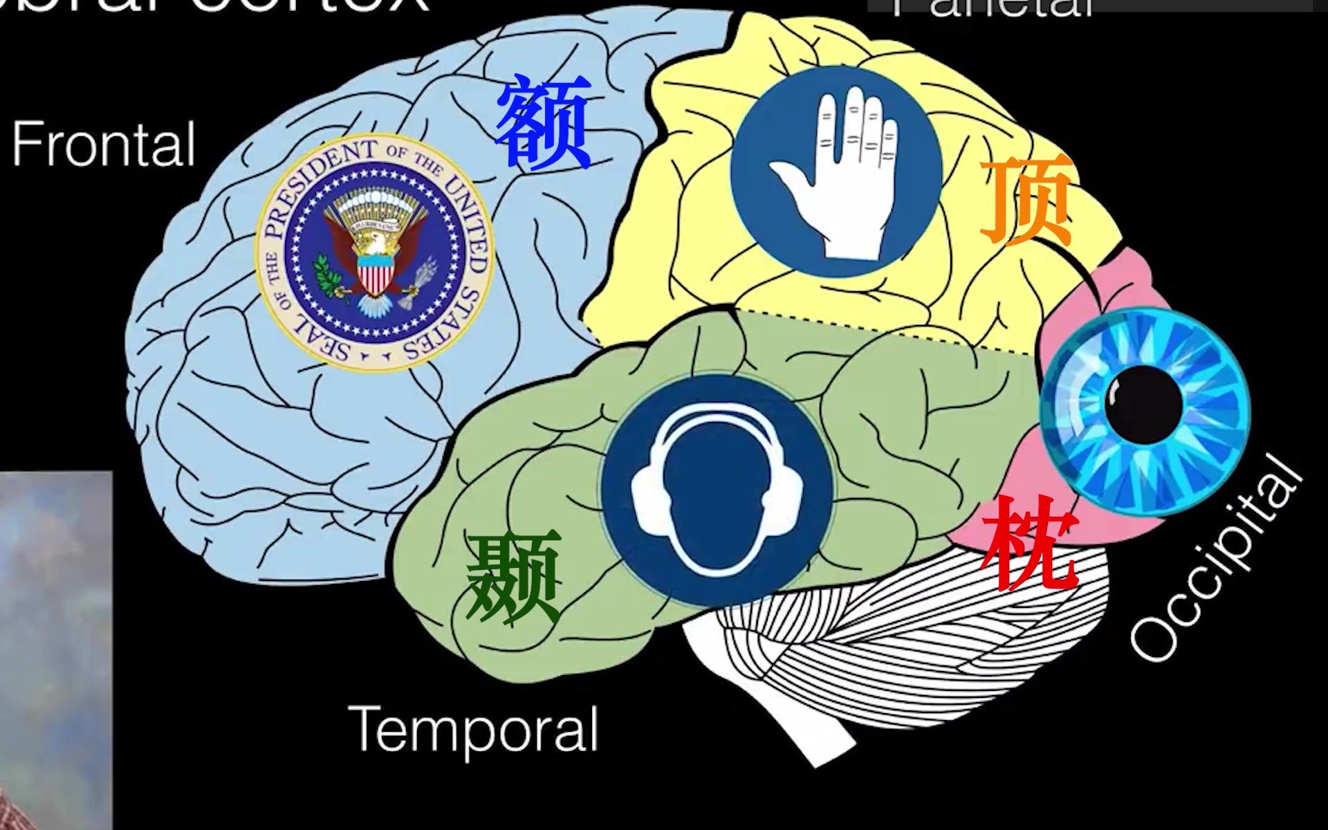 ...功能区:语言中枢的障碍会如何影响脱单?大脑的其他功能区在哪呢?