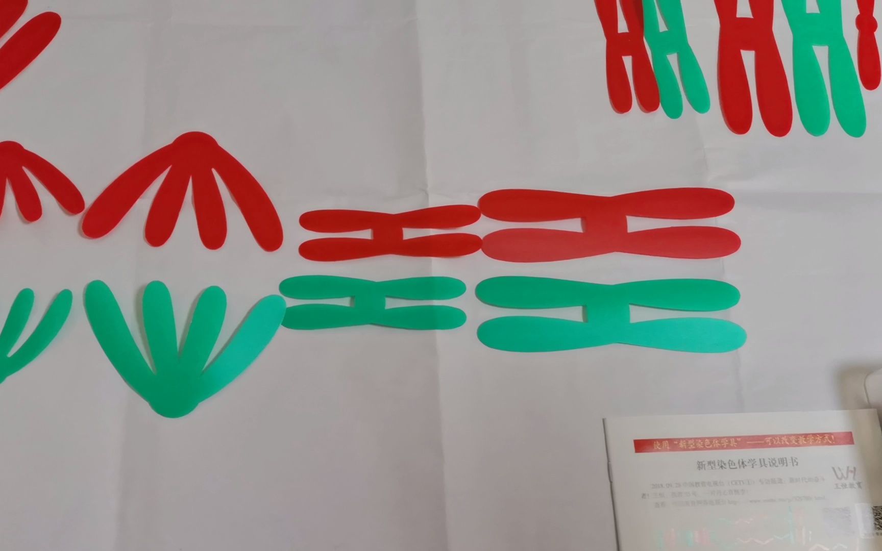 ...王恒老师指导高三学生模拟细胞分裂过程中染色体数目和行为的变化01