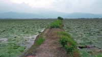 老广的味道:芡实的来源和种植过程