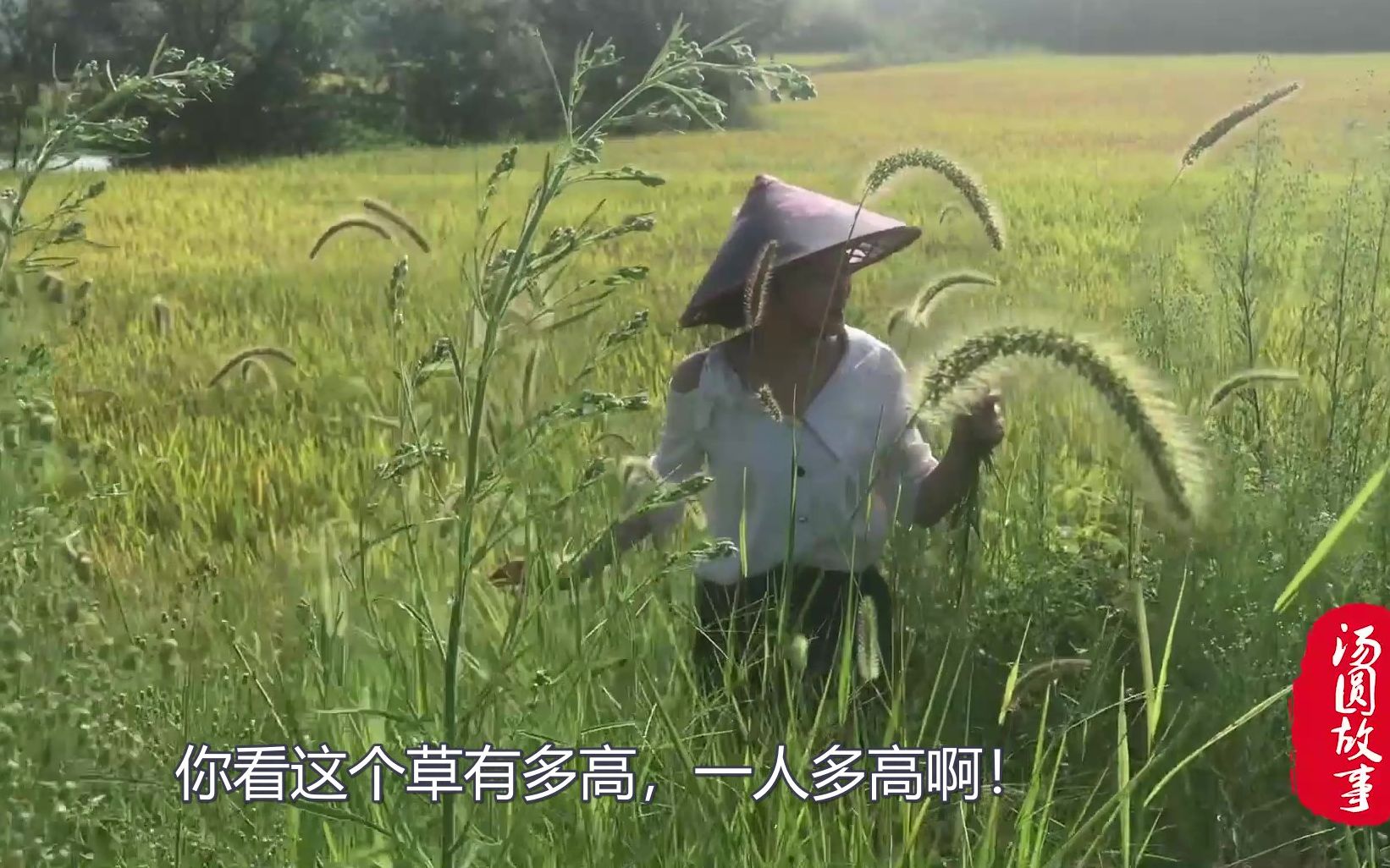 农村妹子到田里看水稻成熟了没?是什么导致水稻青一块黄一块