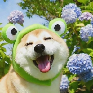 卖次声波氢弹的小男孩 