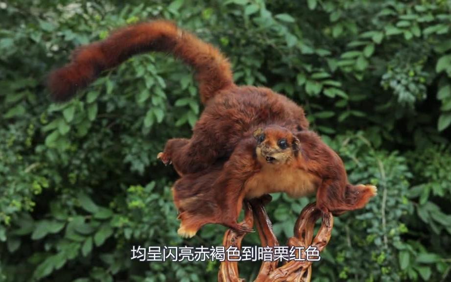 寒号鸟真的是鸟吗?带你了解寒号鸟的真实身世!