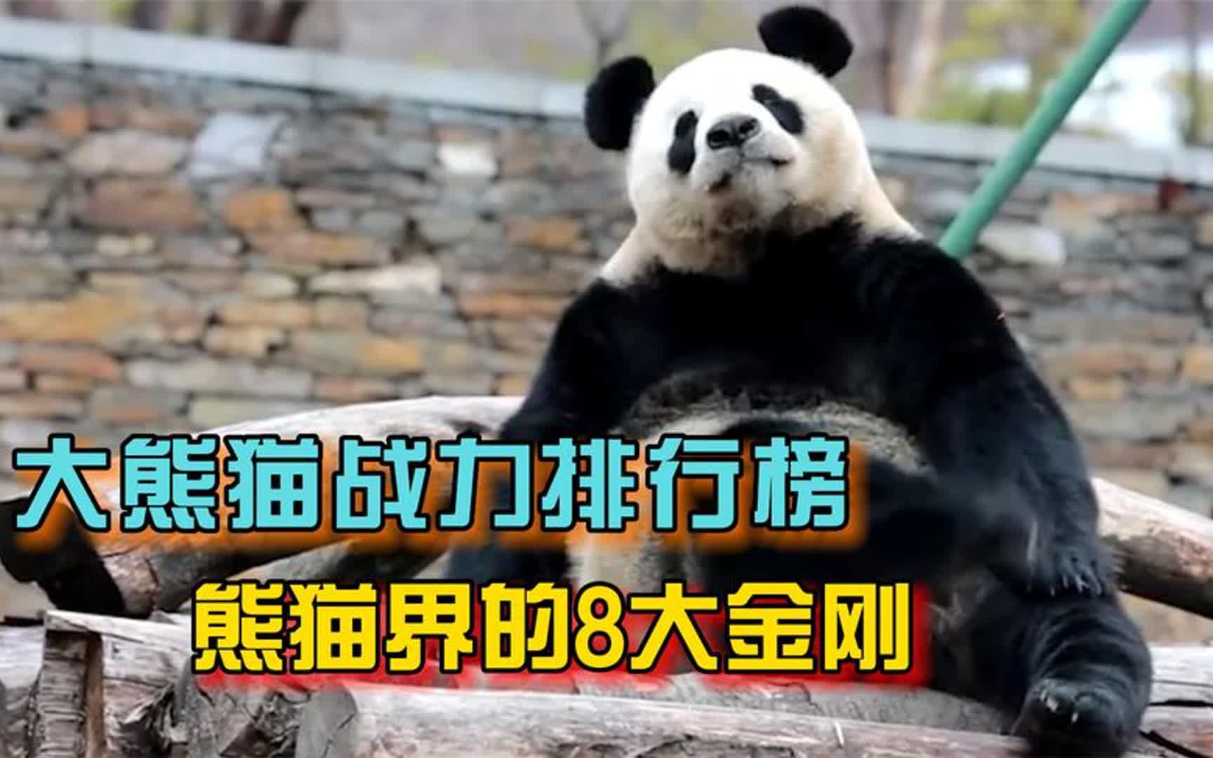 大熊猫战力排行榜,这8只堪称熊猫界的“八大金刚”#软萌有力量