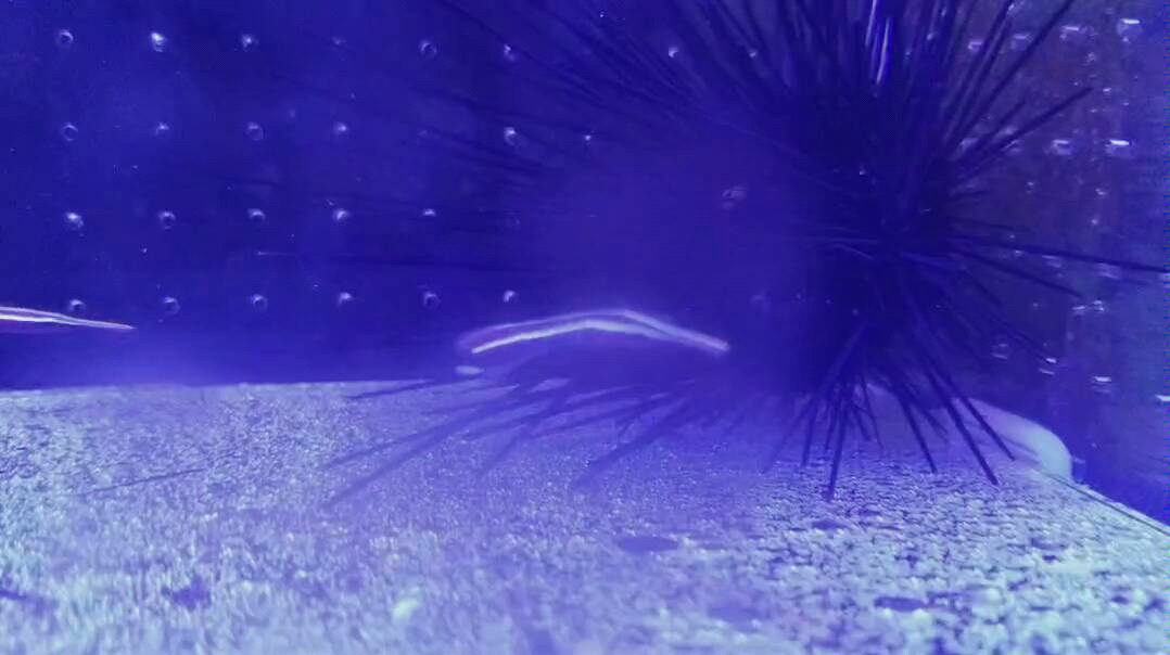 【豹警官】线纹环盘鱼Diademichthys lineatus