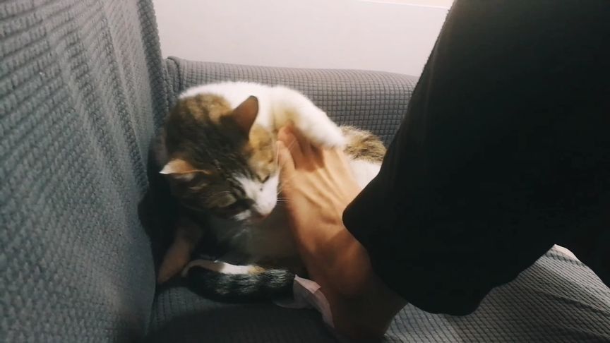 猫咪讨厌什么样的主人?