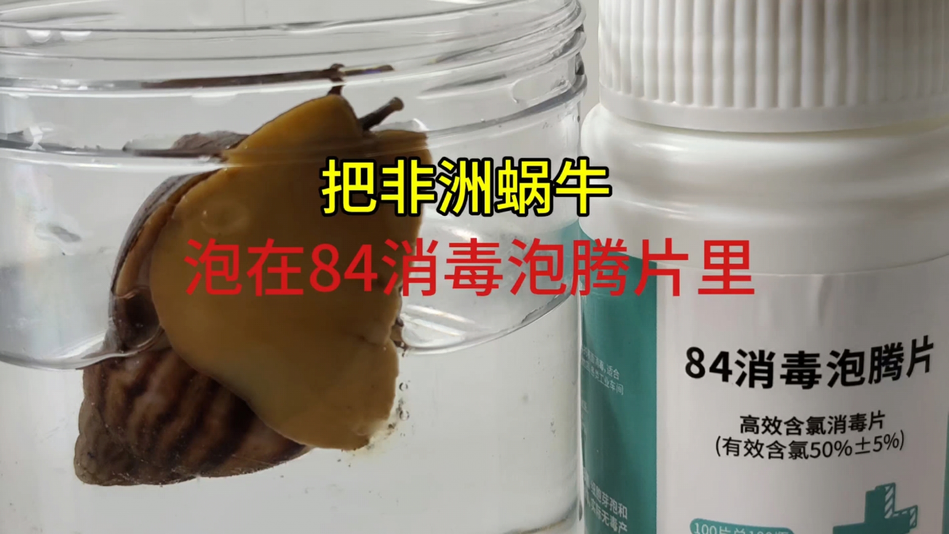 把非洲蜗牛放进84消毒泡腾片溶液里,会有什么反应?