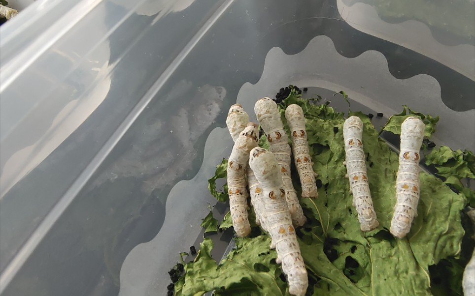 【蚕宝宝】五倍速之蜕皮好难