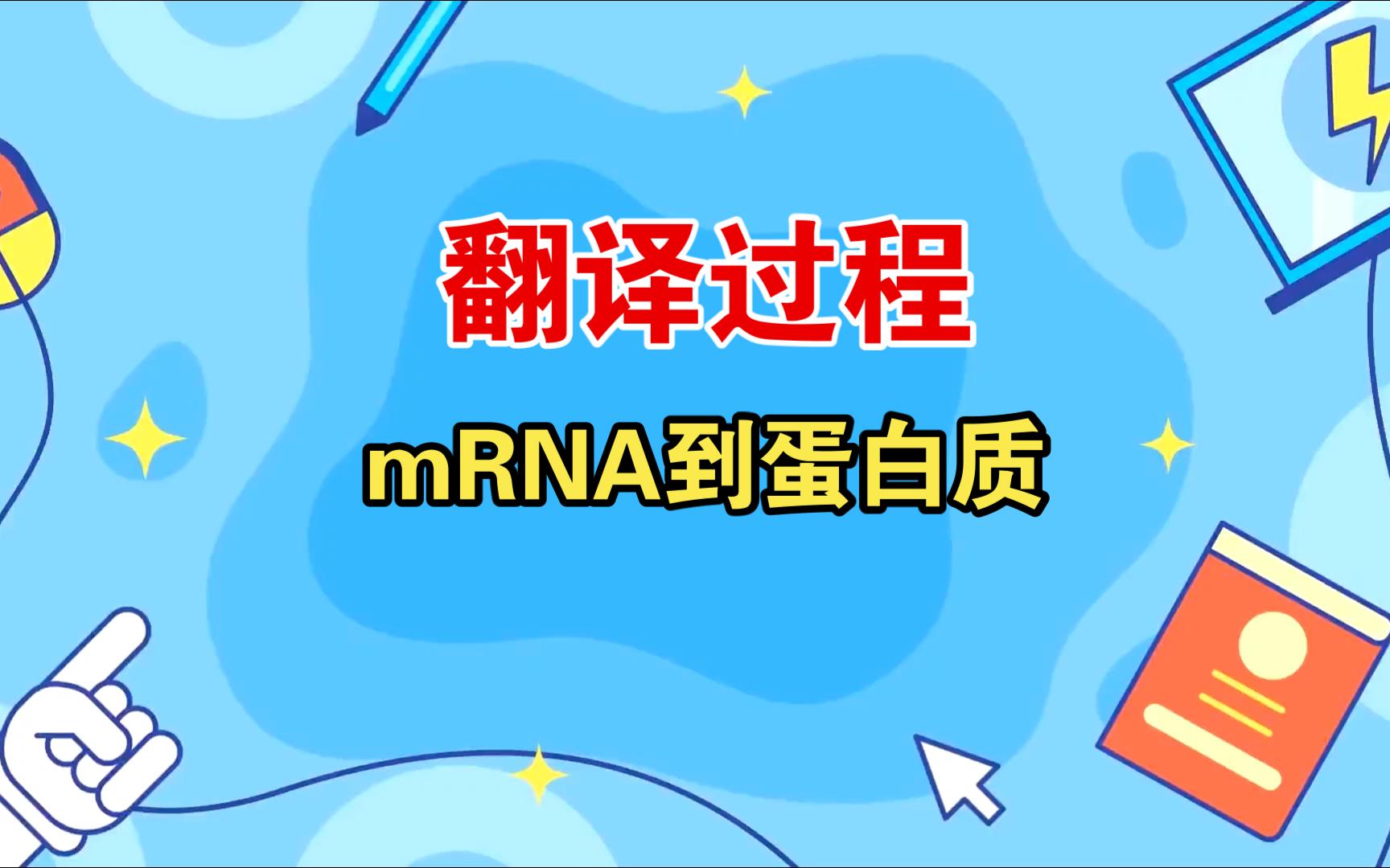 翻译过程-DNA到蛋白质