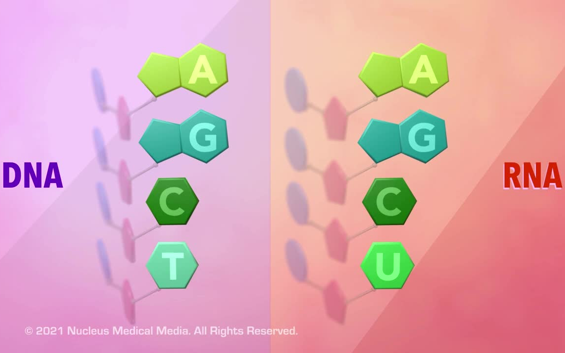 【Nucleus Biology】最好的DNA和RNA分子生物学动画