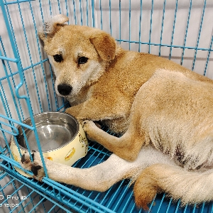 南京笑红尘 