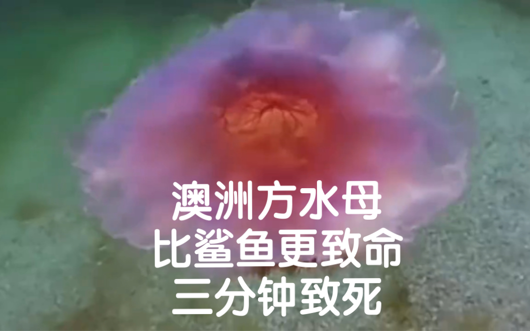 澳洲方水母:世界上最毒的动物,比鲨鱼更致命。三分钟就能致死