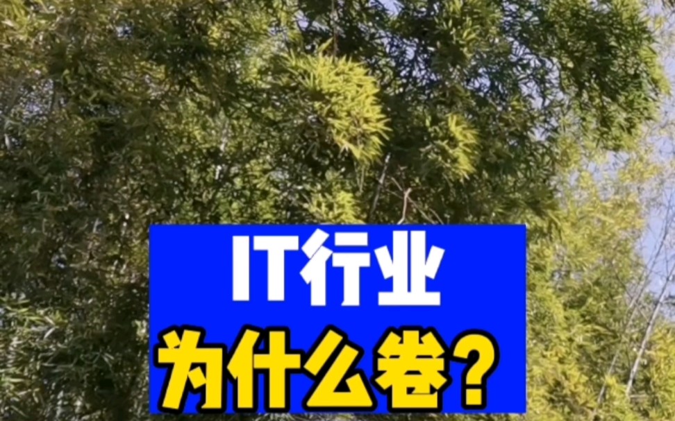 IT行业为什么卷?