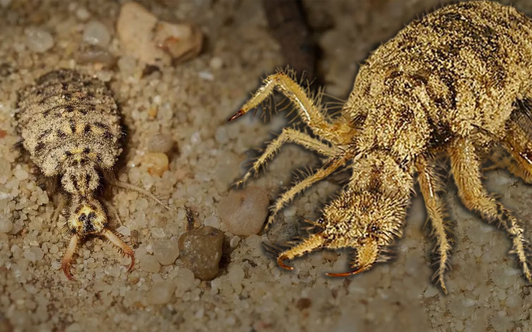 为了防止在拉屎的时候错过猎物,它率先进化放弃了肛门,只吃不拉