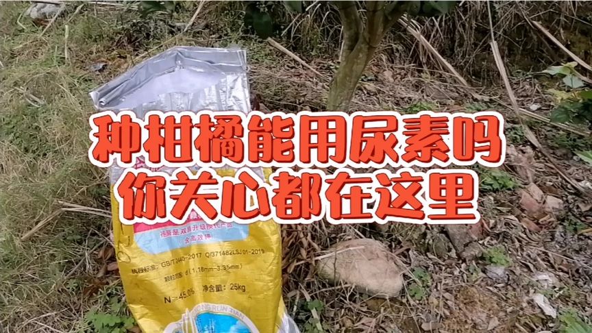 柑橘花期可以用尿素吗,孢酶尿素的使用方法